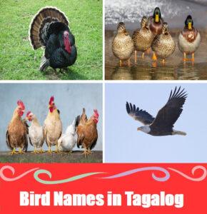 Birds in Tagalog (Ibon): 20 Helpful Vocabulary Words for Beginners