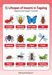 25 Helpful Insect Names in Tagalog (Mga Insekto with English ...